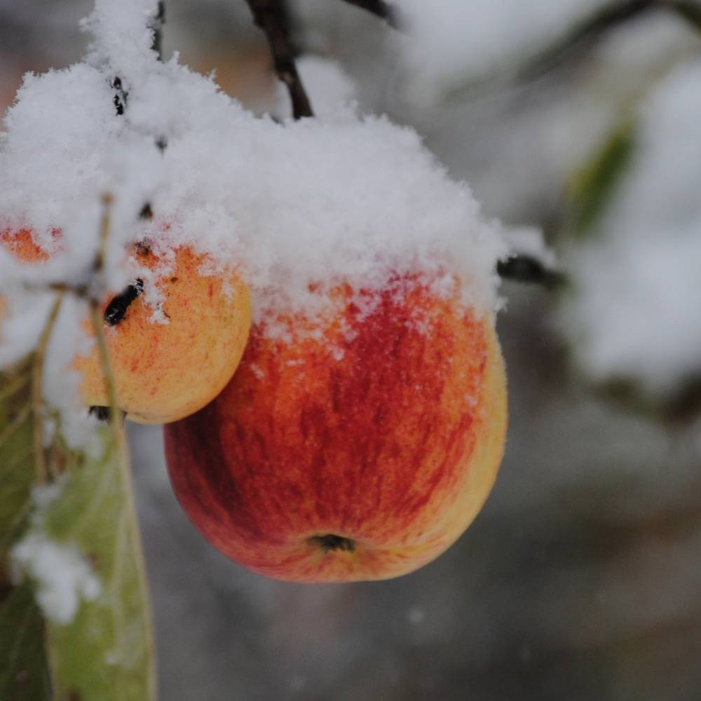 Can You Freeze Apples ? Here's What You Should Know - Foodiosity