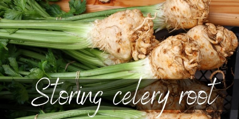 Here's How To Store Celery Root(Celeriac) So It Lasts Longer - Foodiosity