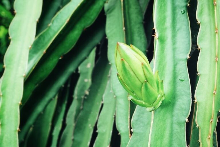 How Long Does Dragon Fruit Take To Grow? (From Seed And Cuttings ...