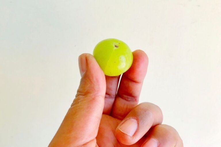 What Does Gooseberry Taste Like ? Here's What You Need To Know - Foodiosity