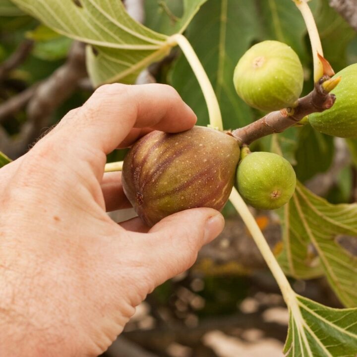 When Are Figs In Season ? Here's What To Know - Foodiosity