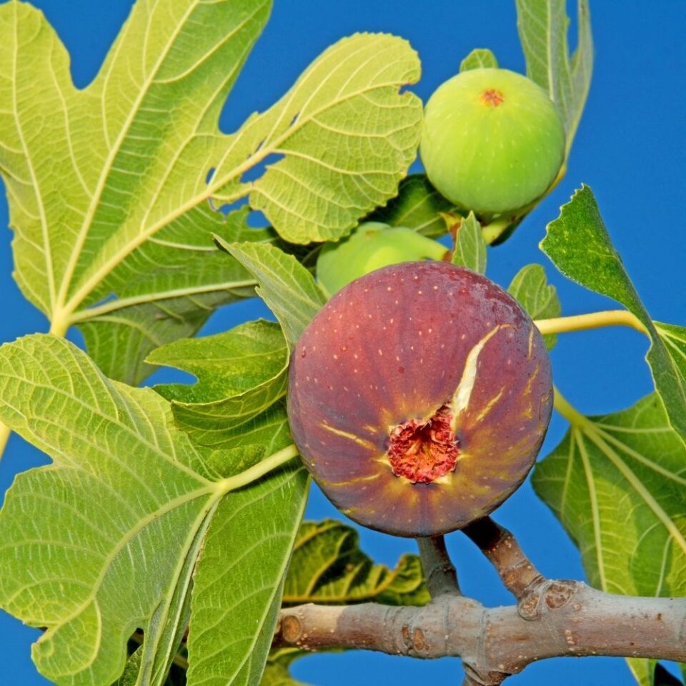 Do Figs Ripen After Picking ? Here's What Really Happens - Foodiosity