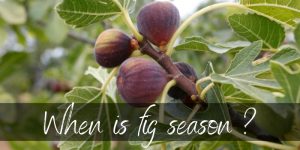 When Are Figs In Season ? Here's What To Know - Foodiosity