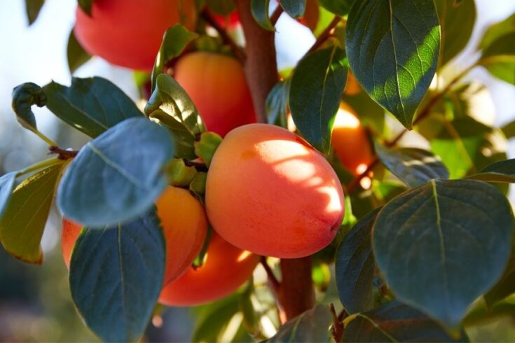 Are Persimmon Seeds Really Edible? Are They Poisonous - Foodiosity