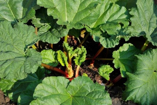 When Not To Eat Rhubarb - Here's When It's Too Old - Foodiosity