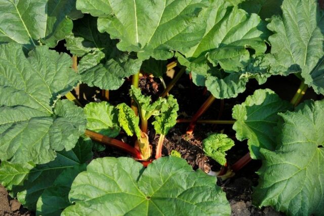 When Not To Eat Rhubarb - Here's When It's Too Old - Foodiosity
