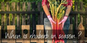 When Is Rhubarb In Season ? Here's What You Should Know - Foodiosity