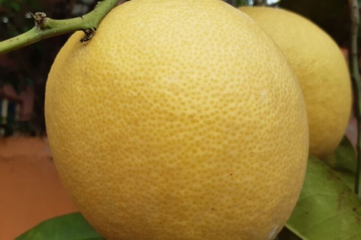 Pomelo VS Yuzu – kaip atskirti juos - Mano Mityba