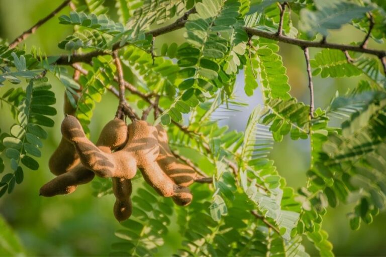 Sweet VS Sour Tamarind - Here's What's Really Going On - Foodiosity