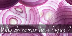 Why Do Onions Have Layers? And How Many Layers Do They Have? - Foodiosity