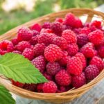 Do Raspberries Have Seeds ? Here's How To Remove Them - Foodiosity