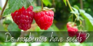 Do Raspberries Have Seeds ? Here's How To Remove Them - Foodiosity