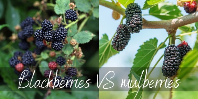 Blackberries VS Mulberries - How to Tell Them Apart - Foodiosity