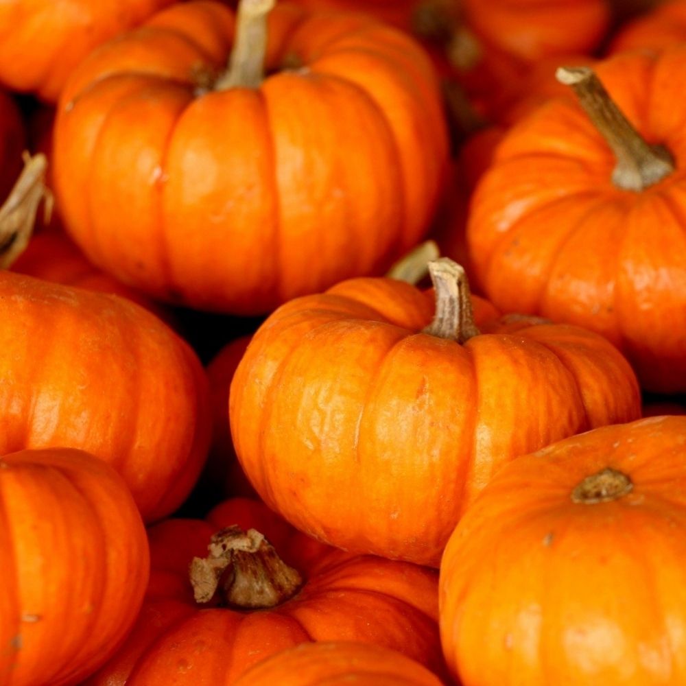 Why Are Pumpkins Orange ? Here's What's In Them - Foodiosity