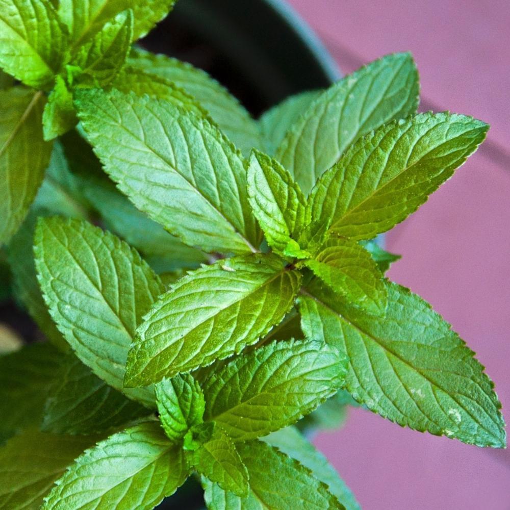 Why Mint Leaves Turn Brown Are They Still Safe Foodiosity