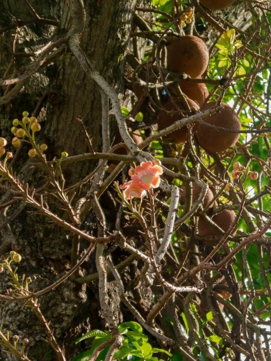 Brazil Nuts and Jackfruit Seeds Are Same? The Real Truth - Foodiosity